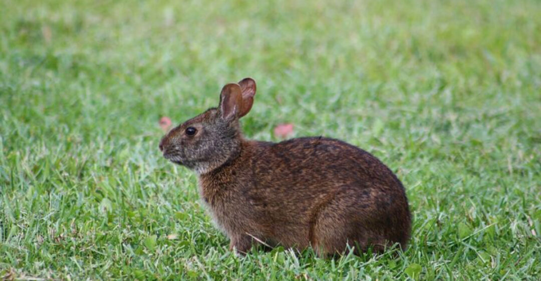 The Remarkable Comeback: Rare Rabbit Rediscovered After 100 Years