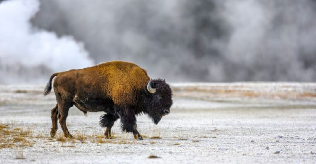 The Role Of Bison In Restoring The Great Plains