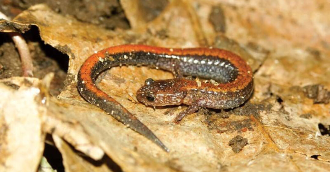 The Smallest Salamander In The World Was Discovered In A U.S. Forest