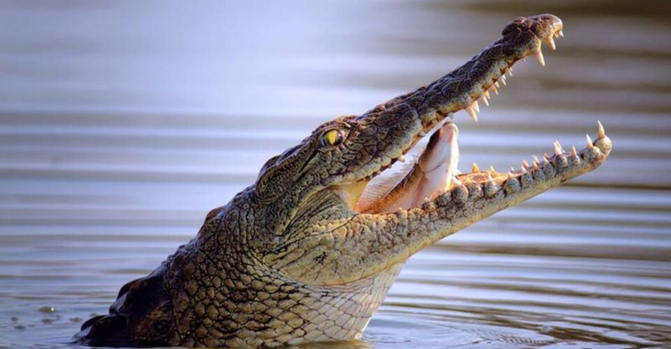 The Untamed Legend Of Gustave: The Largest Nile Crocodile Ever Recorded