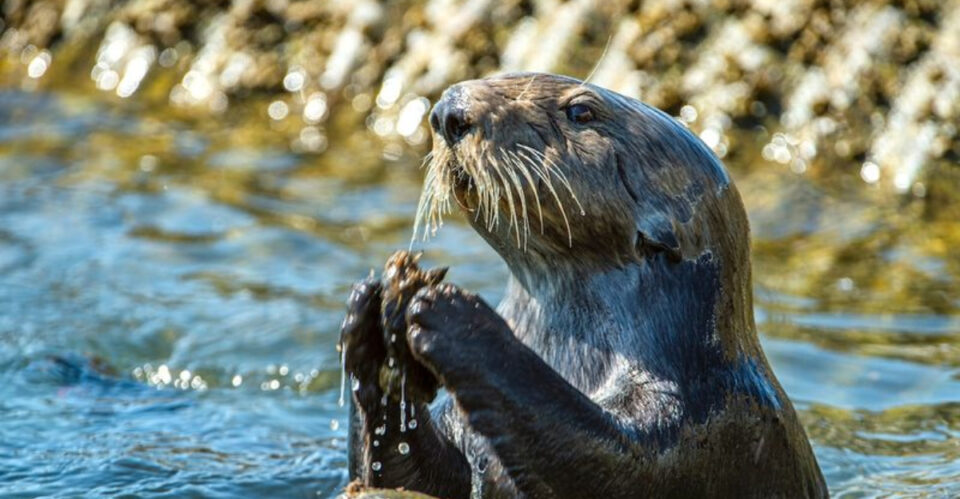 15 Animals Created By Humans Through Breeding (And Where They Came From)