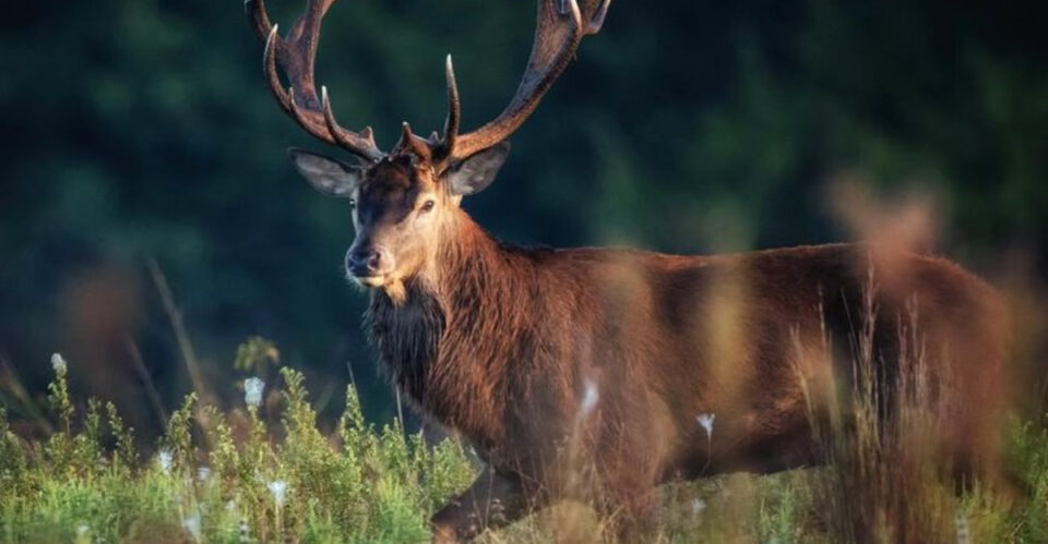 These Are The 9 Biggest Deer You'll Encounter In U.S. Forests