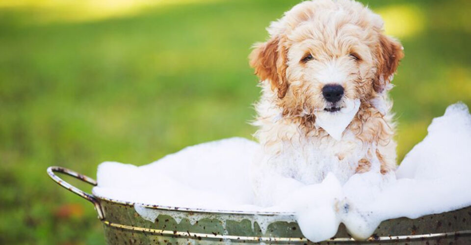 Ultimate Dog Grooming Guide With 15 Essential Tips For Every Coat Type