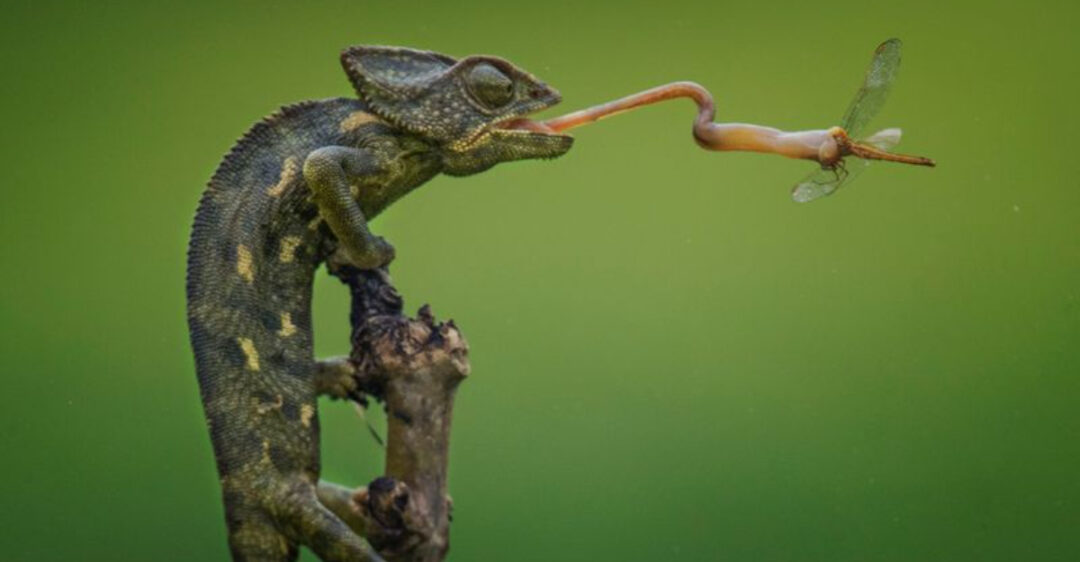 What Chameleons Eat: 22 Foods That Make Up Their Diet