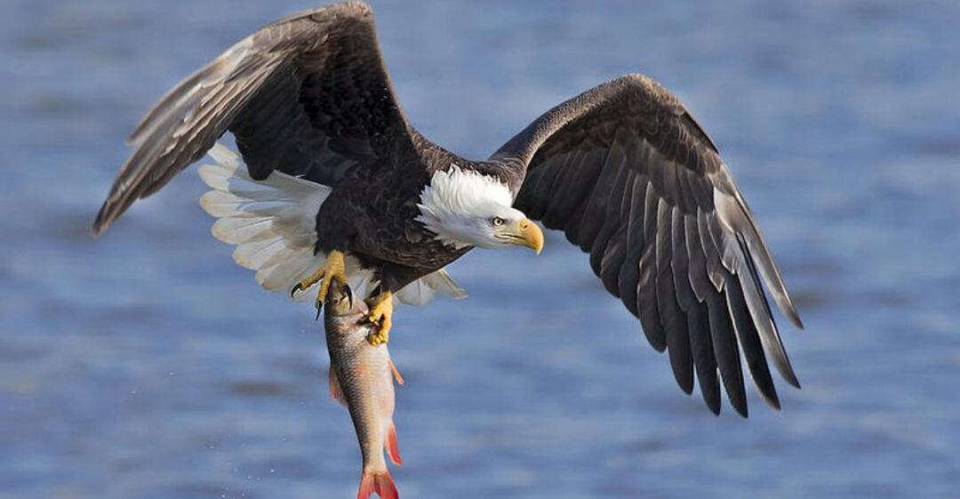 What Do Eagles Eat? 13 Wild Meals That Fuel Their Strength