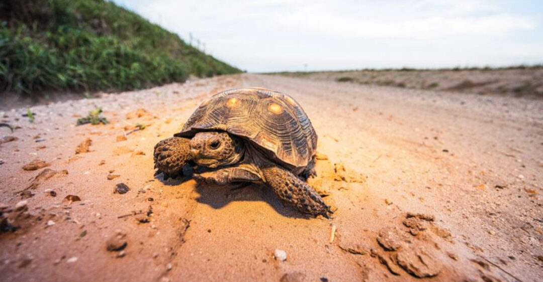 What Rare Creatures Call Texas' Wildest Corners Home?