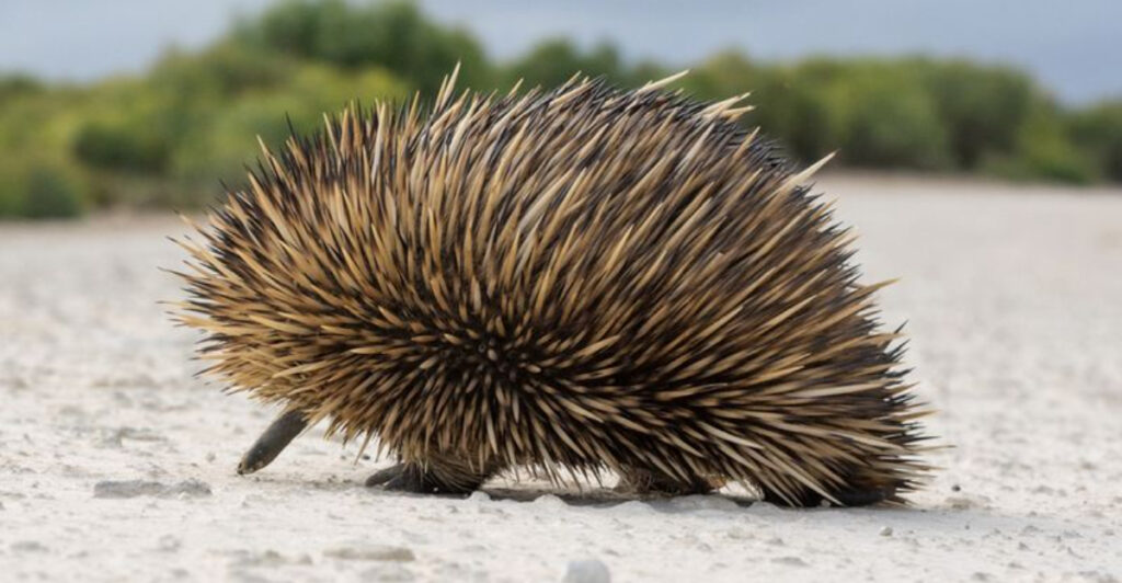 What’s The Average Lifespan Of Animals?