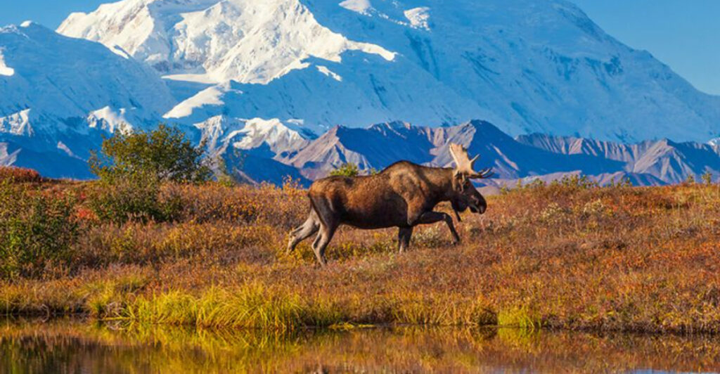 Where To See Moose In Alaska: 14 Best Viewing Spots