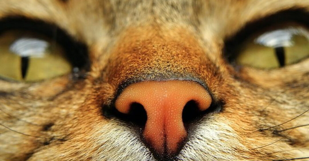 Why Is My Cat's Nose Dry? 15 Possible Concerns