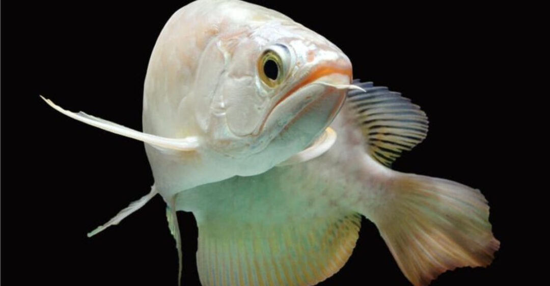 Why These Pet Fish Species Are The Most Expensive To Insure?