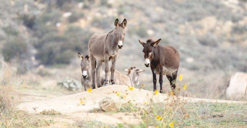 Wild Donkeys: A Tale Of Strength, Loyalty, And Survival