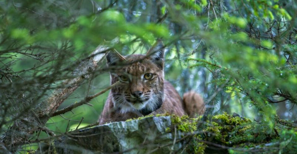 Wild Lynx Makes A Rare Appearance After A Century Of Absence