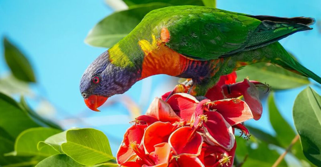 Wonders Of The Wild: 17 Stunning Birds From Earth's Most Isolated Places