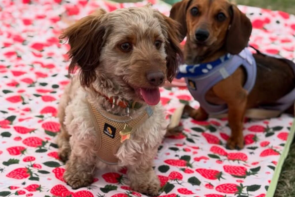 16 Smartest And Cutest Doodle Breeds For Every Type Of Owner