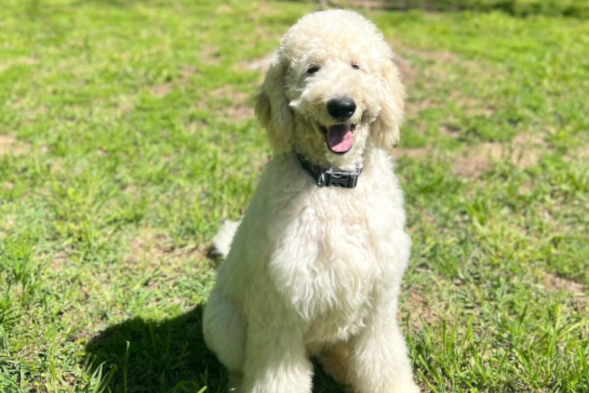 16 Smartest And Cutest Doodle Breeds For Every Type Of Owner