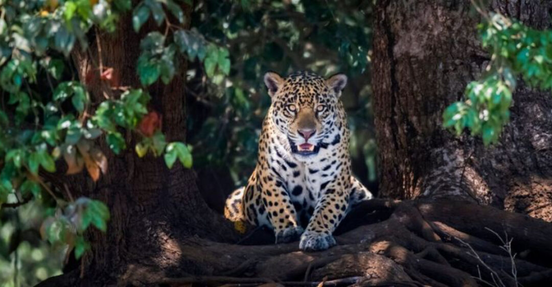 10 Big Cats Flourishing Thanks To Conservation Efforts