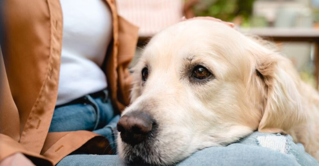 10 Dog Breeds For Those Battling Depression (And 5 That Might Be Too ...
