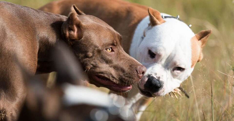 10 Dog Breeds Known For Their Dangerous Reputation And 3 Rarely Found ...