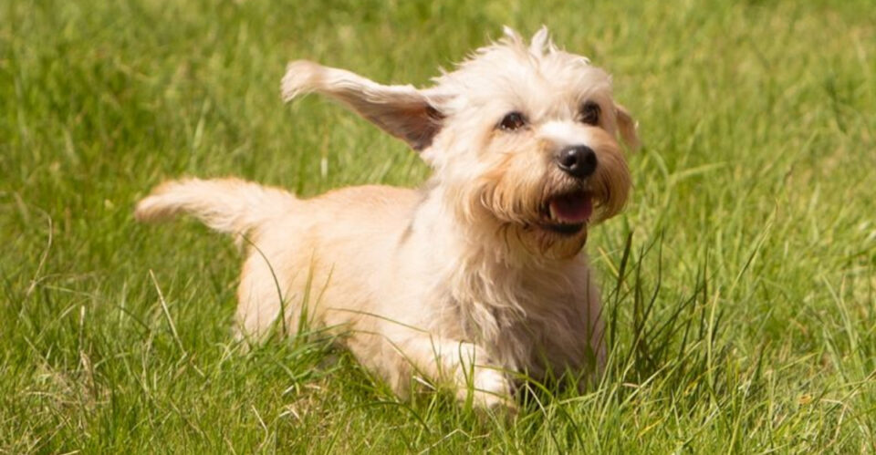 10 Dog Breeds That Are Slowly Fading From The Spotlight (And 5 That Are ...