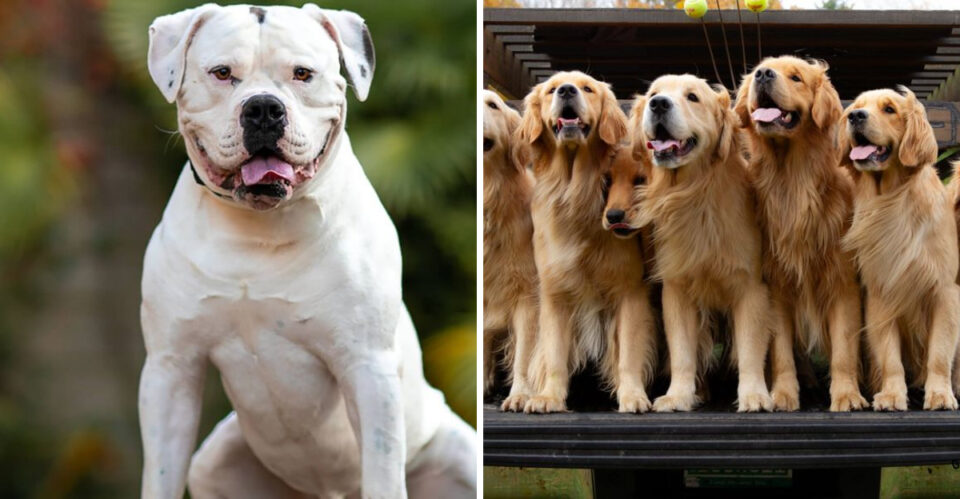 10 Dog Breeds That Struggle With Other Dogs (And 5 That Thrive In A ...