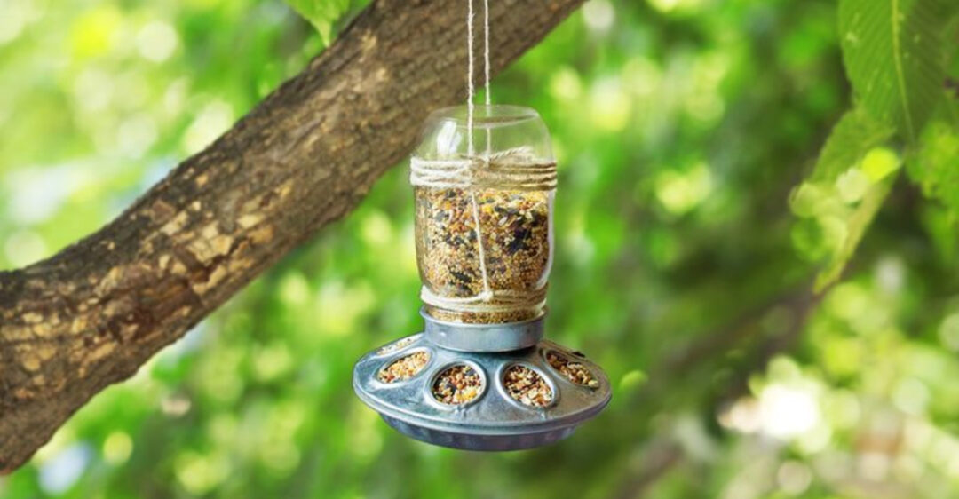 10 Easy DIY Bird Feeder Ideas That Will Bring Your Backyard To Life