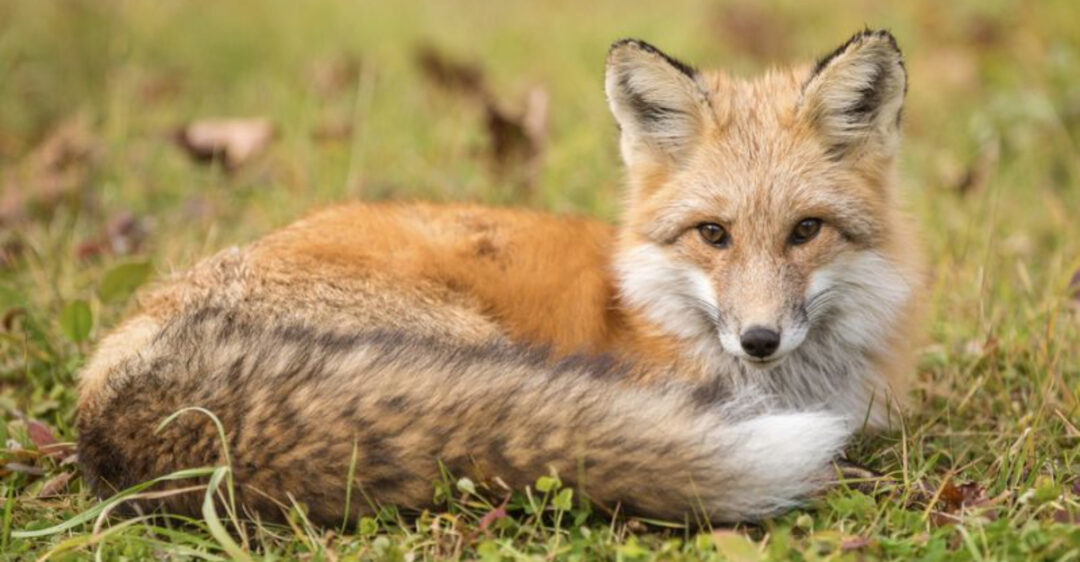 10 Endangered Foxes That May Become Extinct