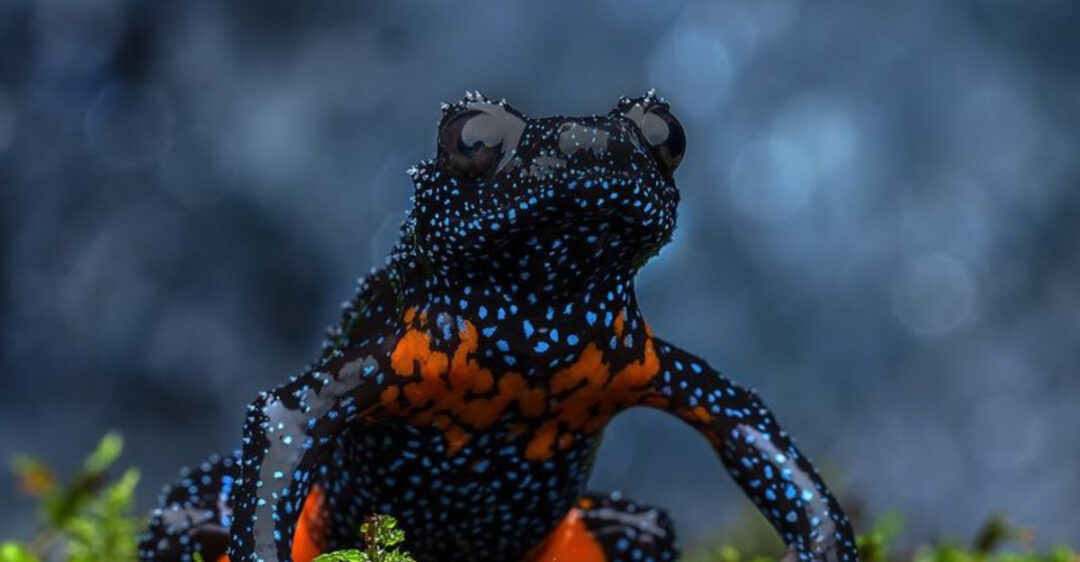 10 Fun Facts About The Galaxy Frog