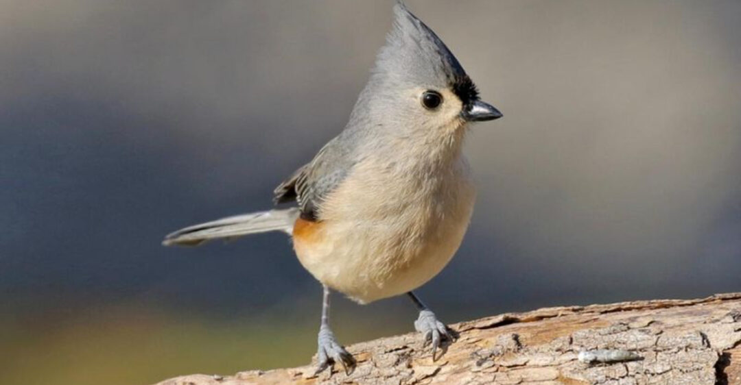 10 Gray Colored Birds That You Might See