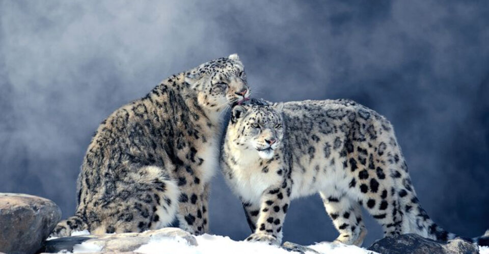 10 Iconic Wild Cats Photographers Dream Of And 5 Underrated Beauties