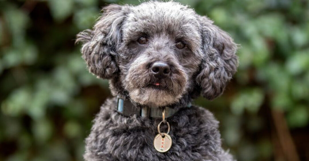 10 Mixed-Breed Dogs That Adore Their Humans More Than Anything (And 5 ...