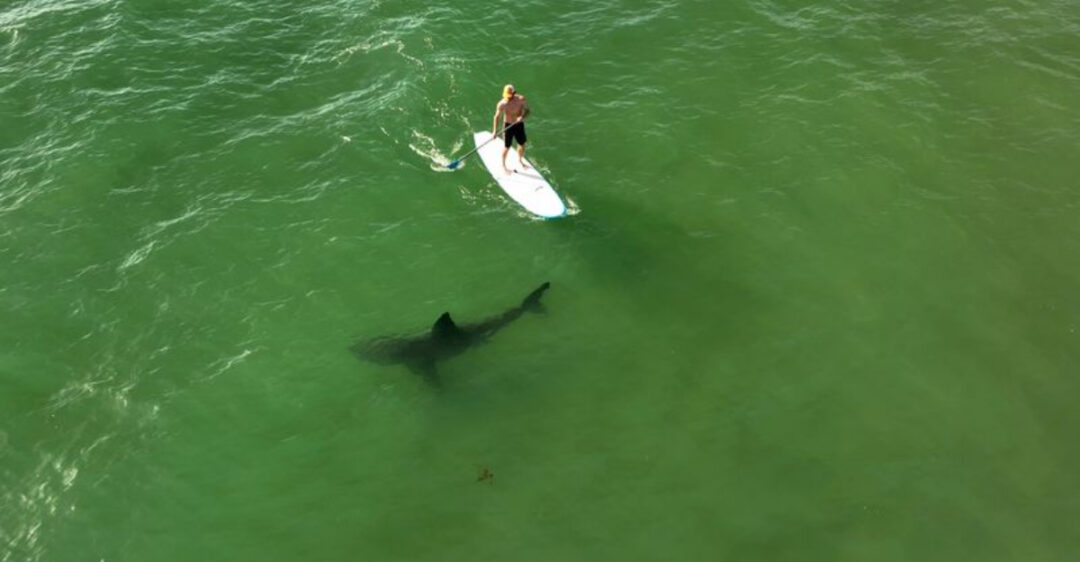 10 Most Dangerous Shark-Infested Waters And 4 Places Where Sharks Are Rare