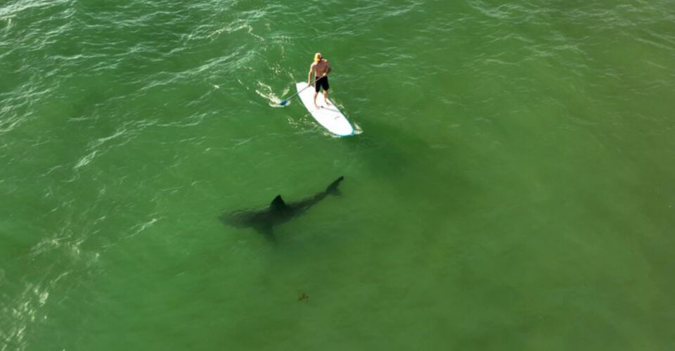 10 Most Dangerous Shark-Infested Waters And 4 Places Where Sharks Are Rare