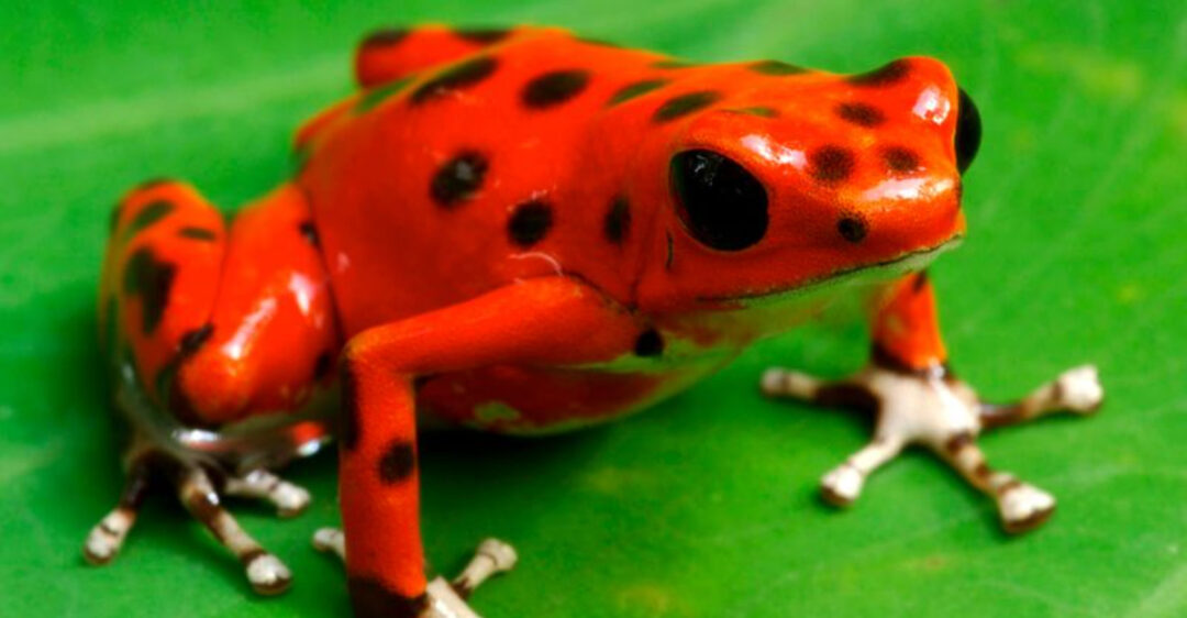 10 Most Lethal Red Animals You Should Never Touch
