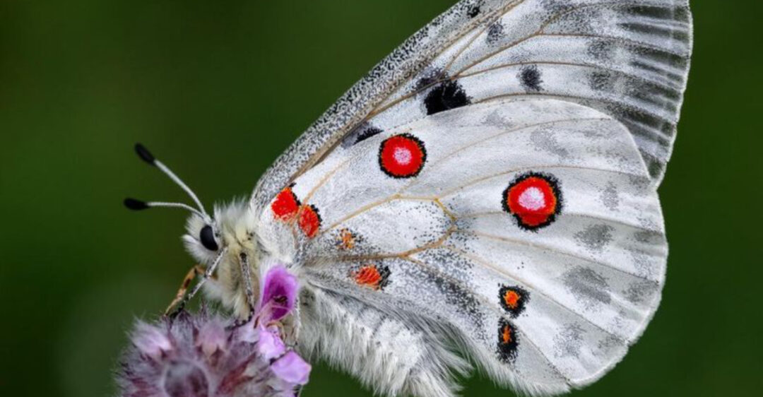 10 Most Poisonous Butterflies You Need To Know About