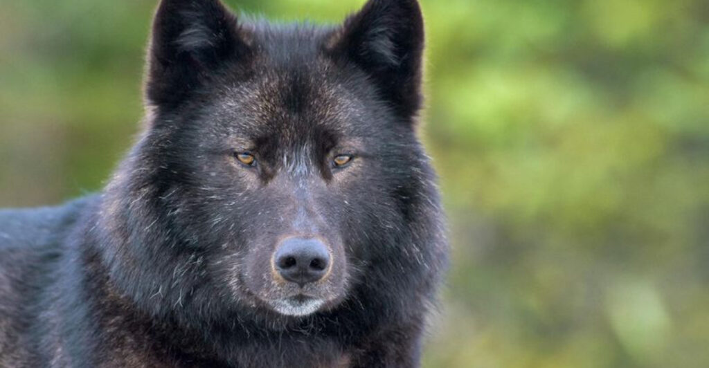 10 North American Wolves You Should Know About