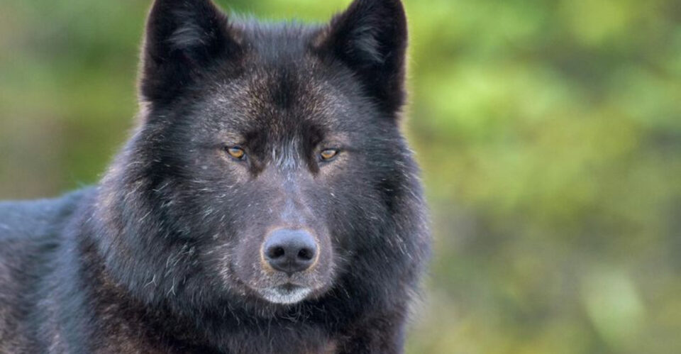 10 North American Wolves You Should Know About