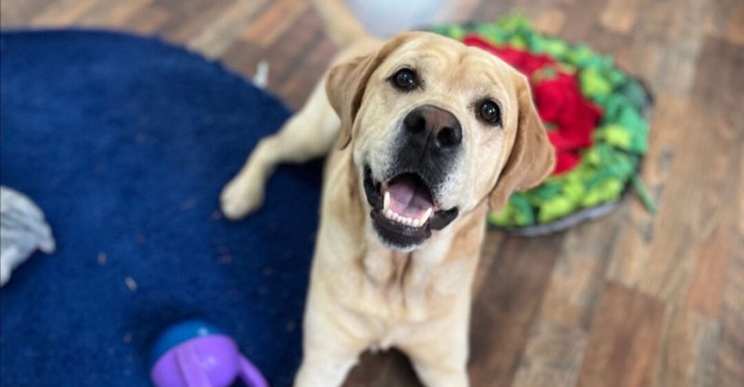 10 Clear Signs Your Dog Is Deeply Bonded With You (And 5 That Show They ...