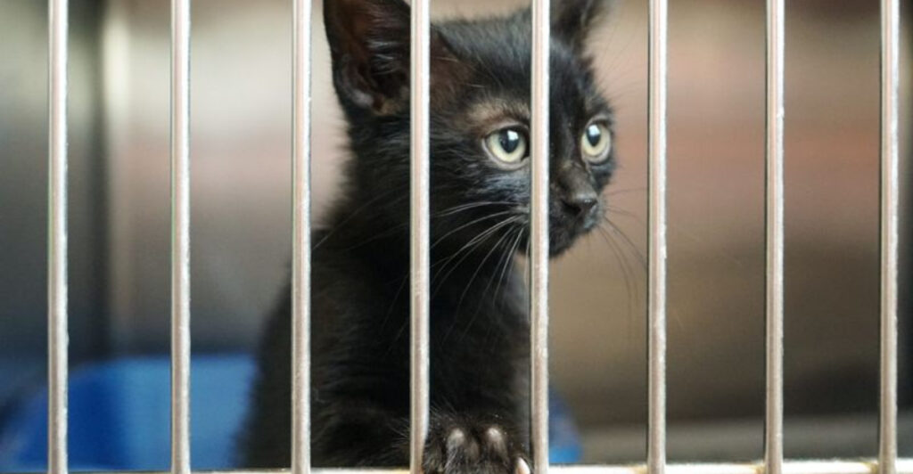 10 Reasons Some Cats Struggle To Find Their Forever Home (And 5 Traits ...