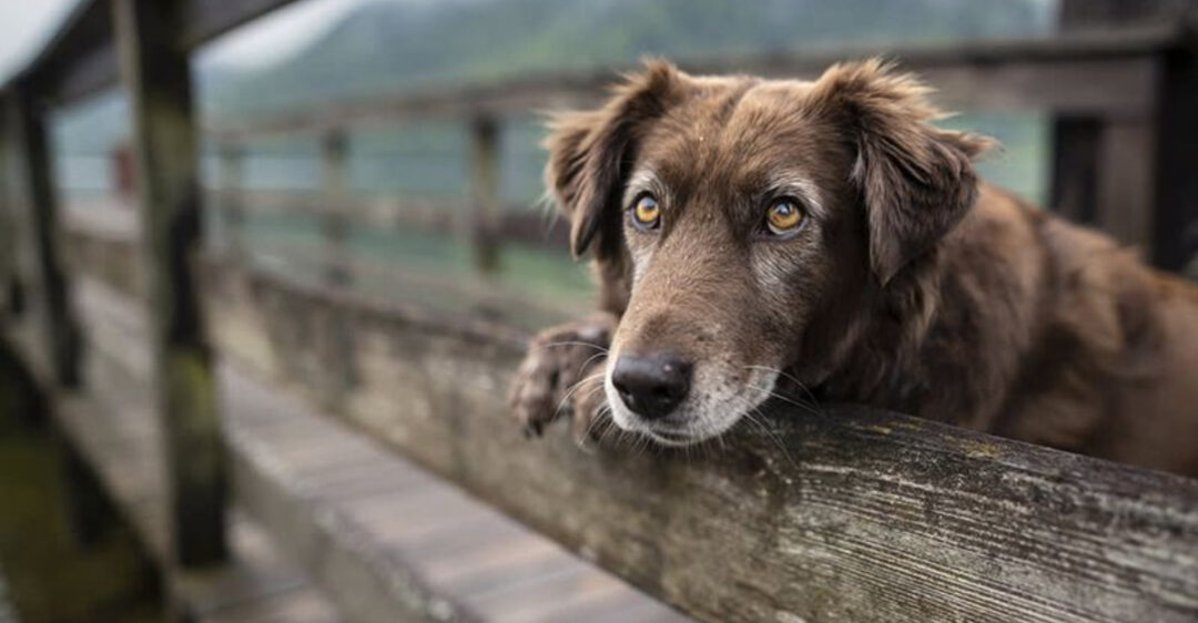 10 Signs Your Dog May Be Nearing The End Of Life And 4 Things You Can ...
