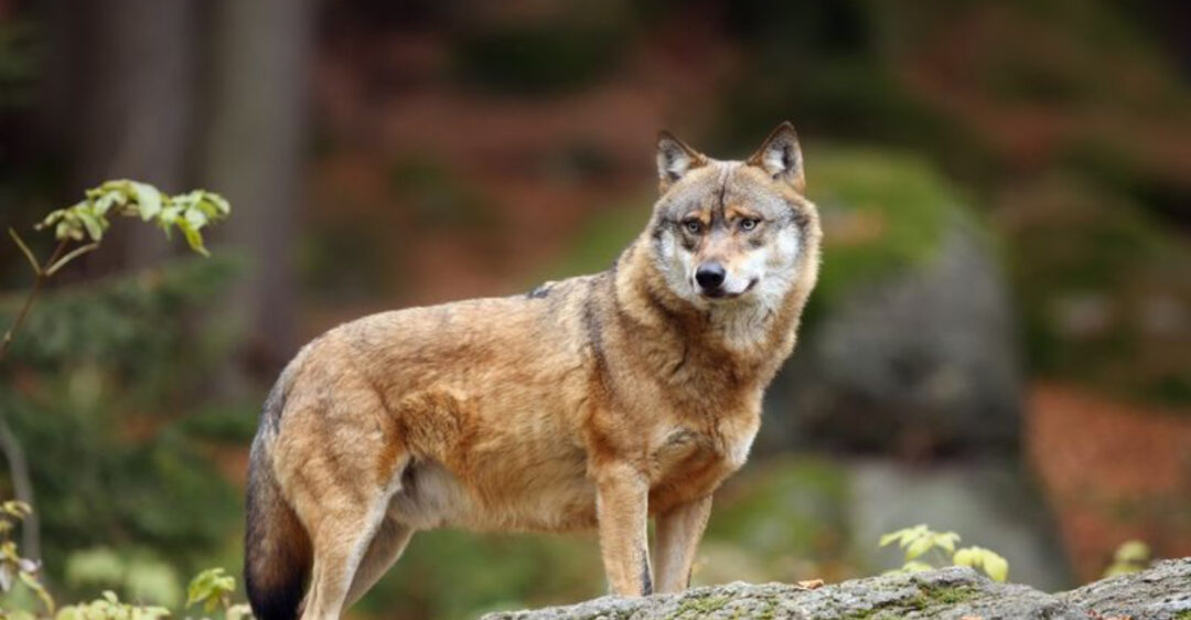 10 U.S. States Full Of Wolves And 5 Where They Struggle To Survive