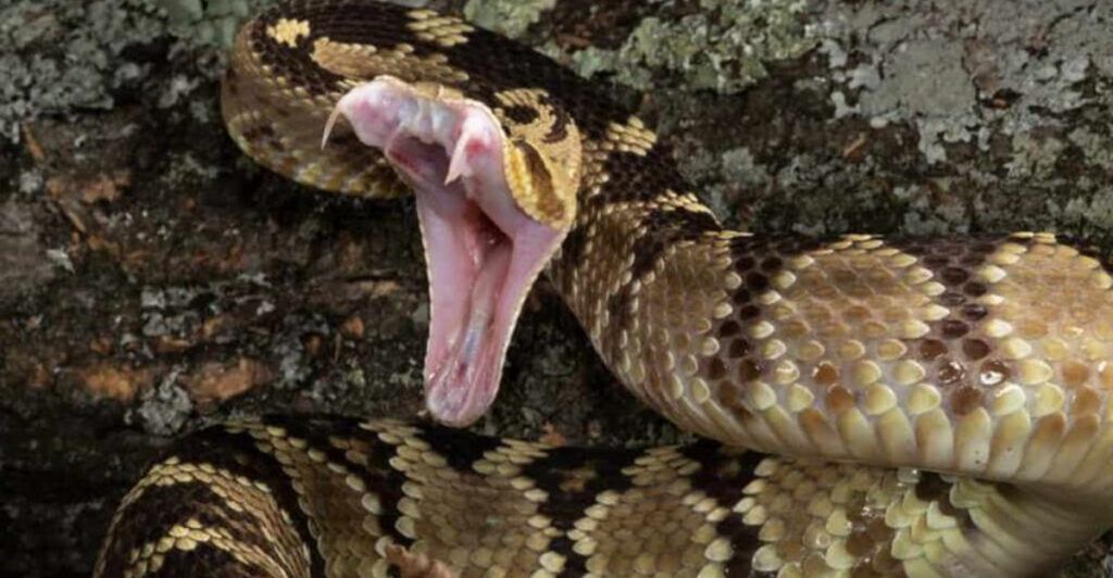 10 Venomous Snakes In Arizona You Need To Watch Out For