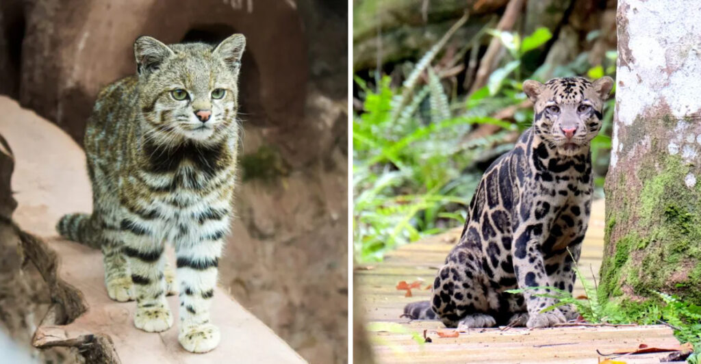 10 Wild Cat Species Thought Extinct, Now Rediscovered