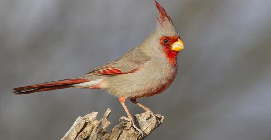 11 Birds That Look Like Cardinals But Aren't