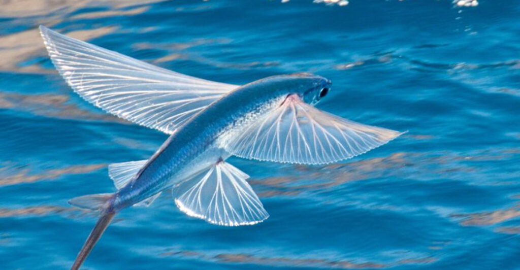 11 Of The Fastest Fish In The Ocean (And 4 Surprisingly Slow Ones)