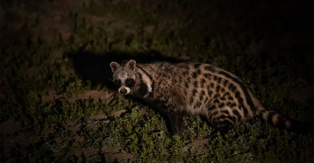 12 African Animals That Roam Only At Night And What They Do After Dark