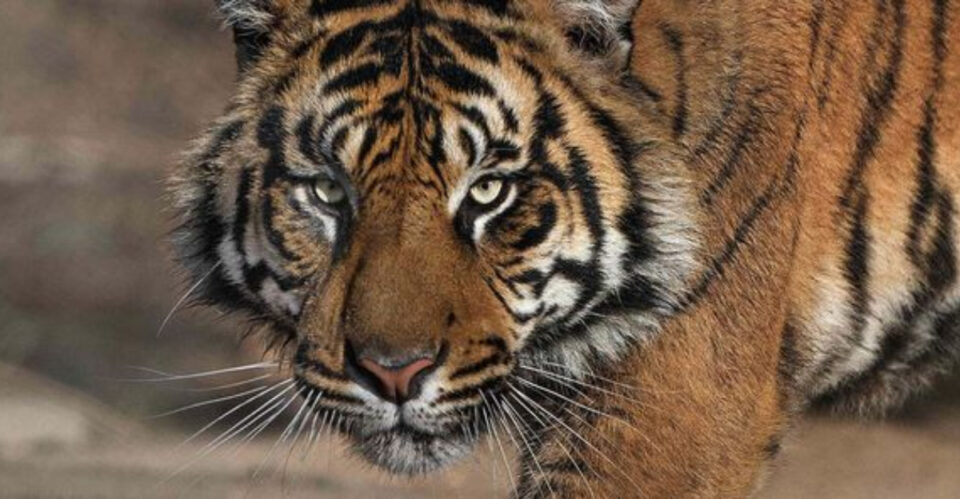 12 Animals Once Declared Extinct That Might Still Exist