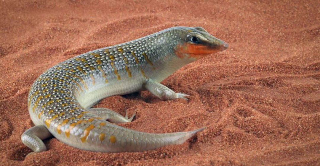 12 Animals That Can Tolerate Heat Better Than Most Others