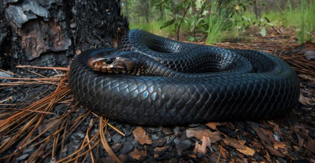 12 Black Snake Species In The U.S. And Their Potential Risks (What The ...
