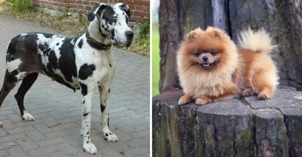 The 16 Most Exotic Dog Breeds In The World