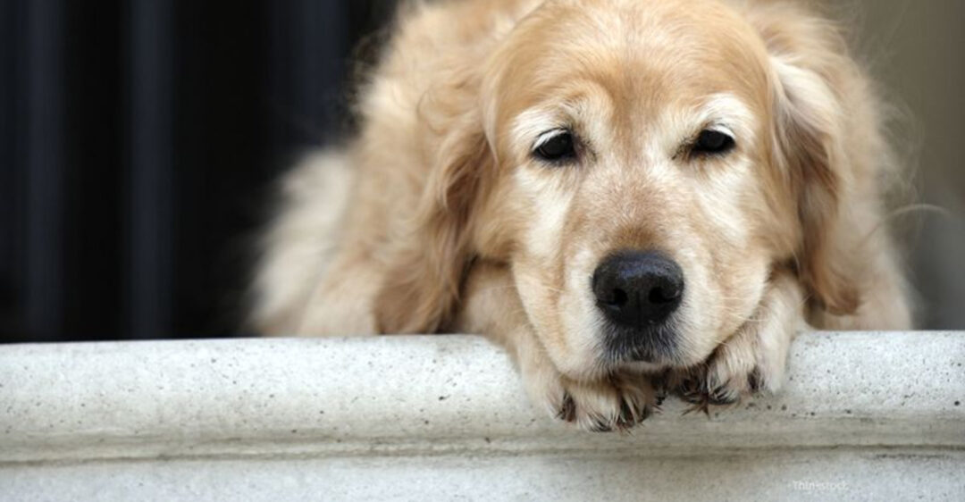 12 Early Signs Of Arthritis In Dogs You Shouldn't Ignore